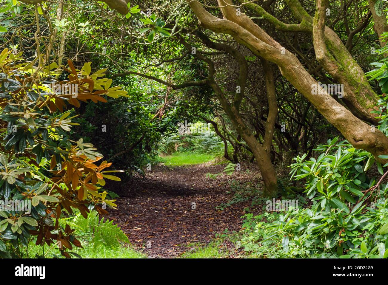 An English Woodland in Summertime Stock Photo - Alamy