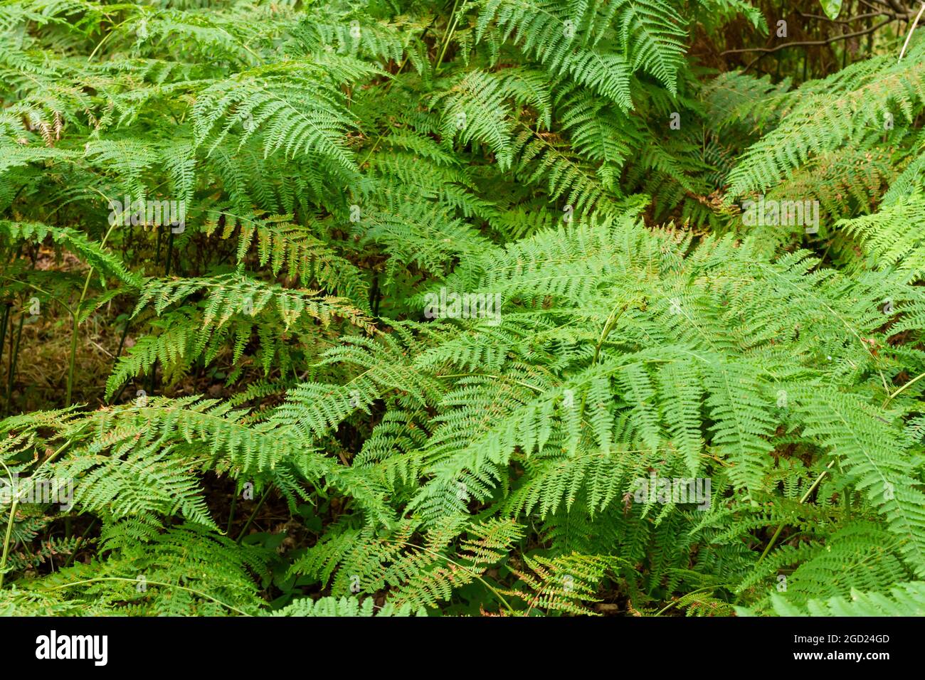 Polypodiophyta hi-res stock photography and images - Alamy