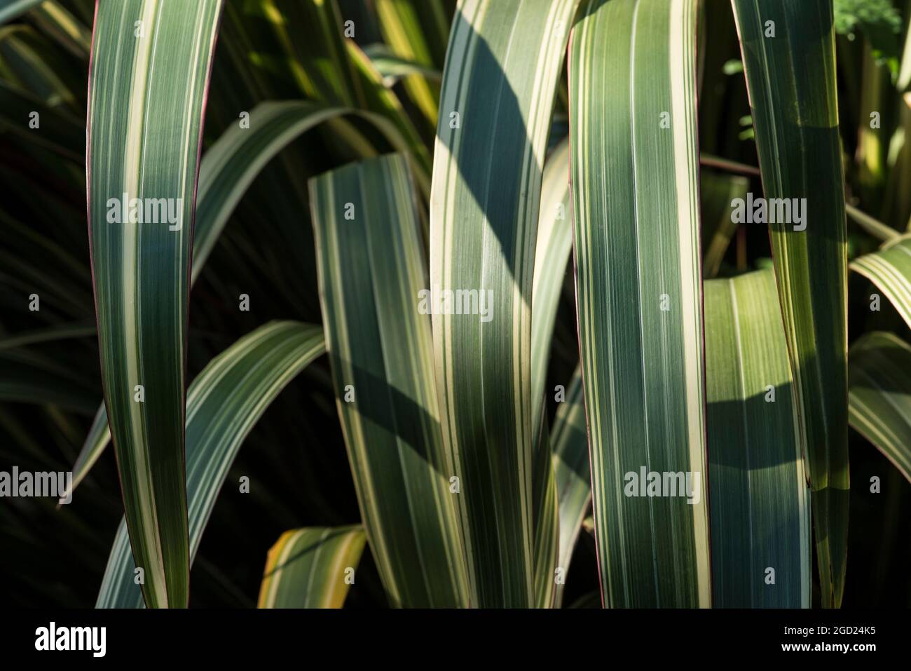 Phormium colensoi hybrid with stripes of red and pale cream ...