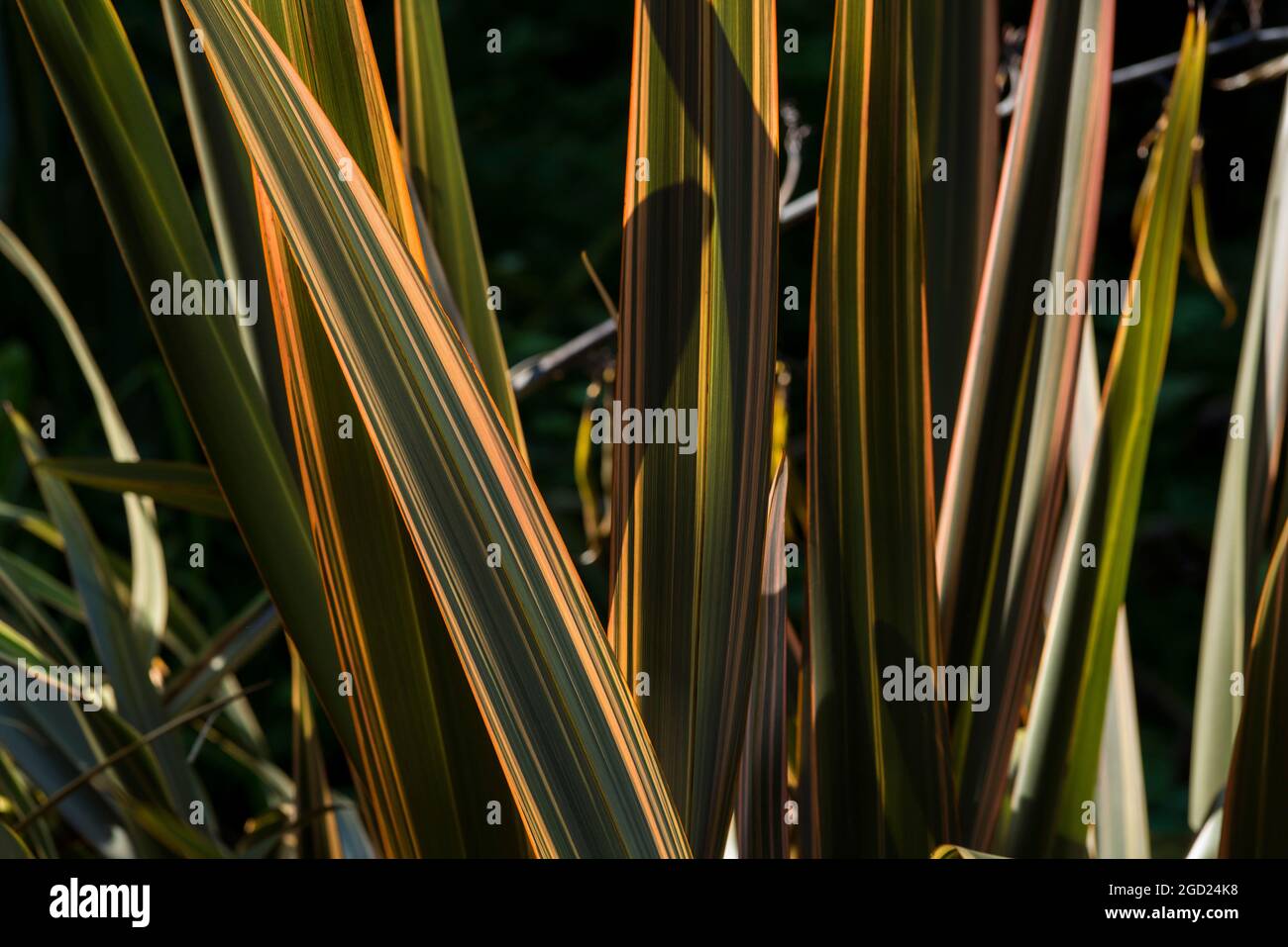 Phormium tenax, New Zealand Flax, common flax lily, hybrid with stripes ...
