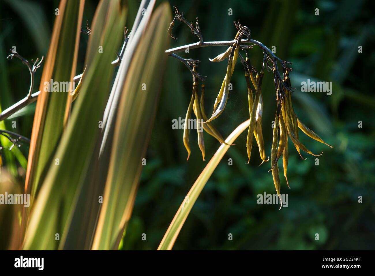 Phormium tenax, New Zealand Flax, common flax lily, hybrid with stripes ...
