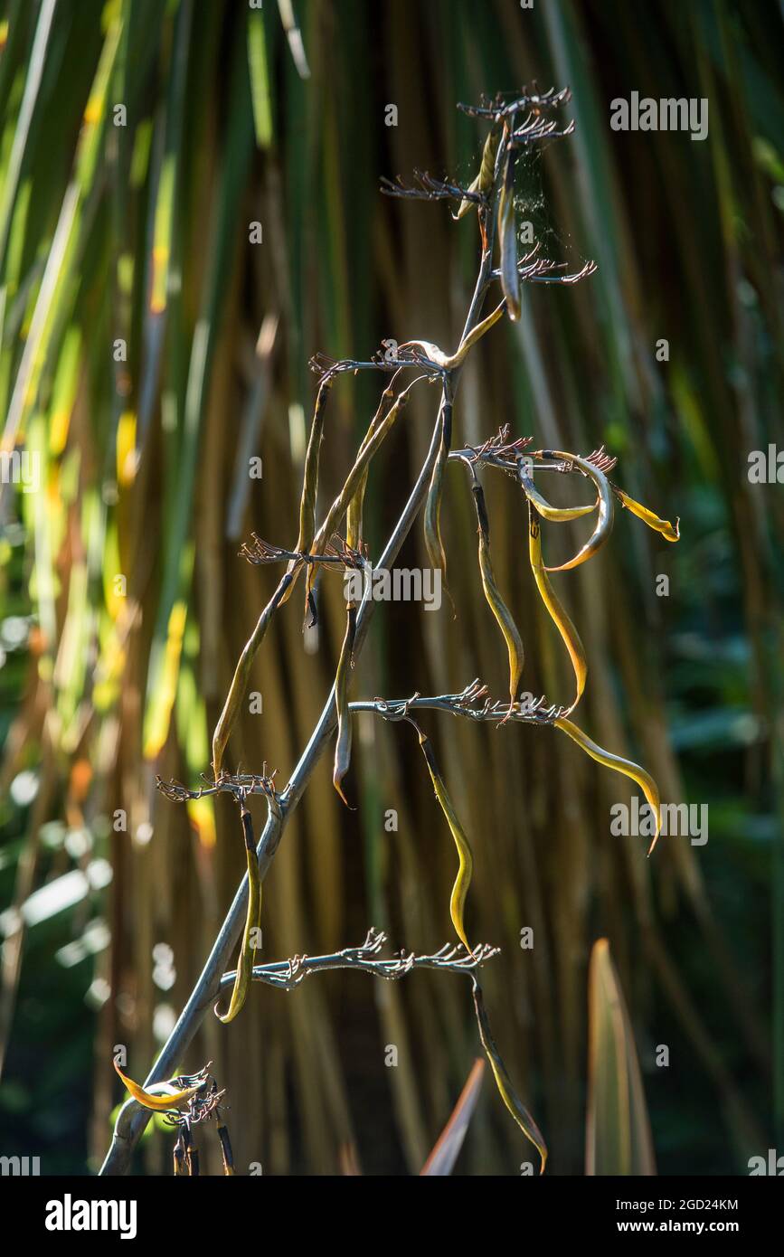 Phormium tenax, New Zealand Flax, common flax lily, hybrid with stripes ...