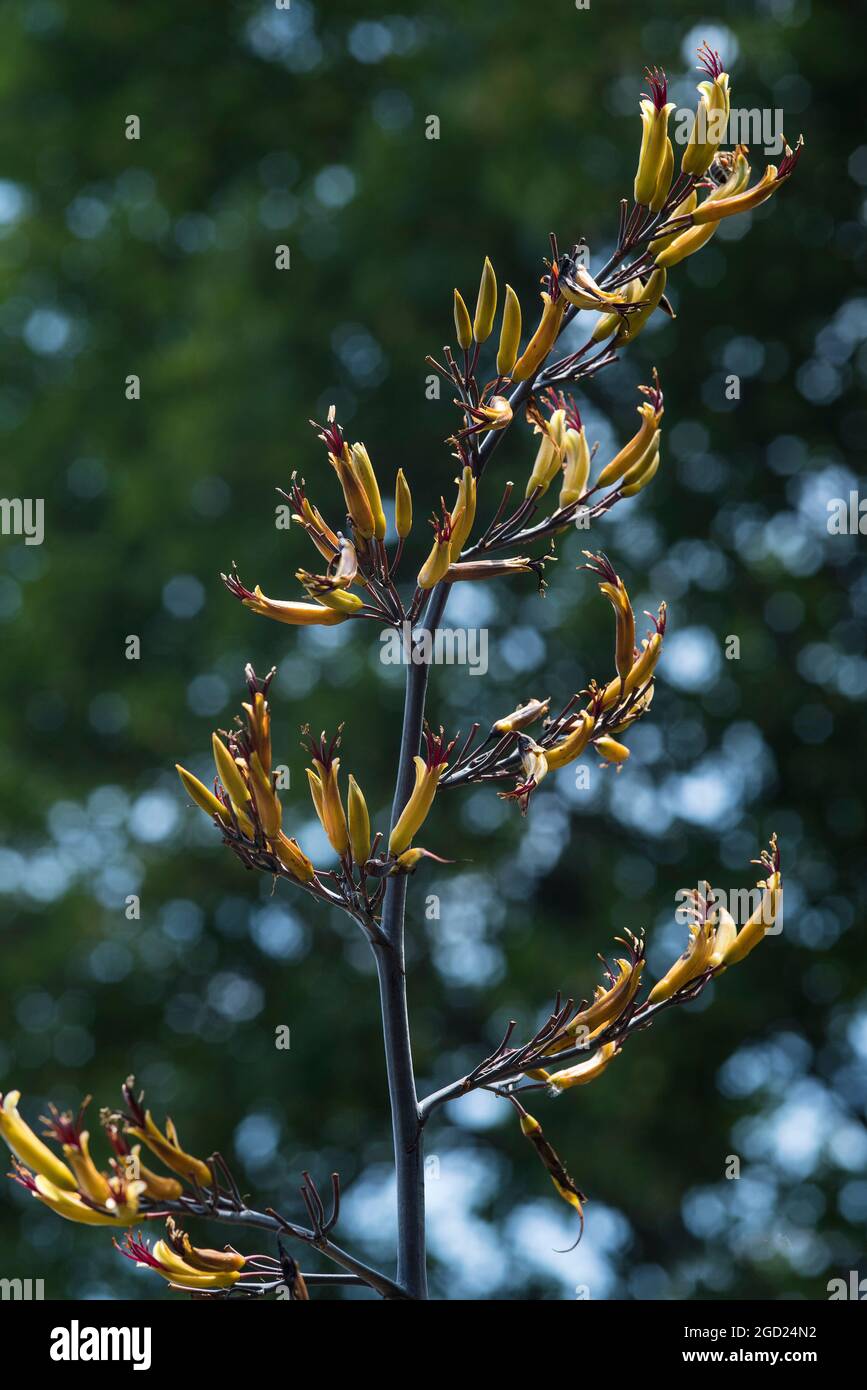 Close up of a single tier of the flower spike of Phormium colensoi ...