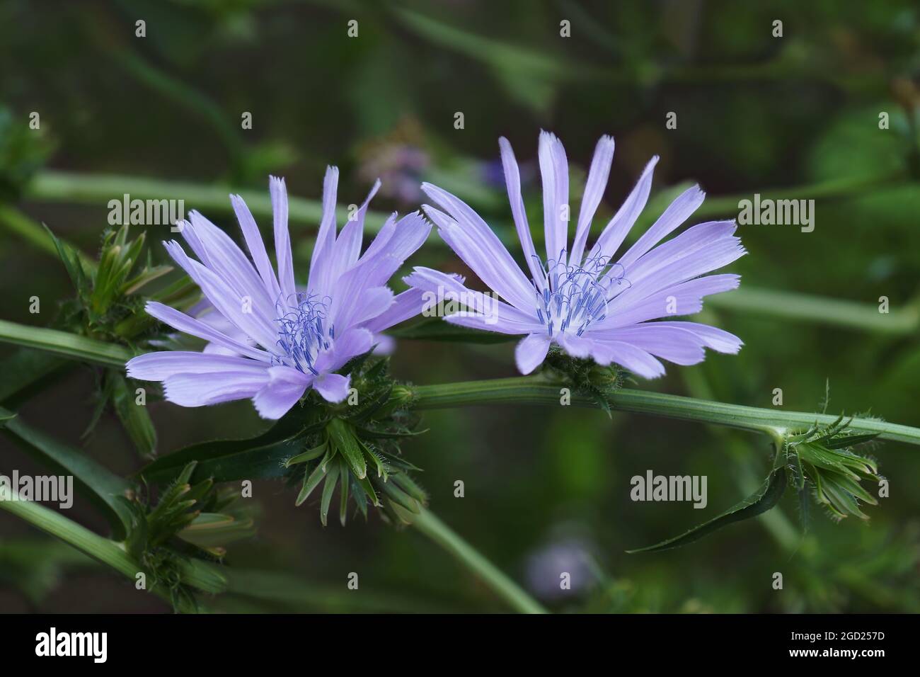 Blue weed hi-res stock photography and images - Alamy