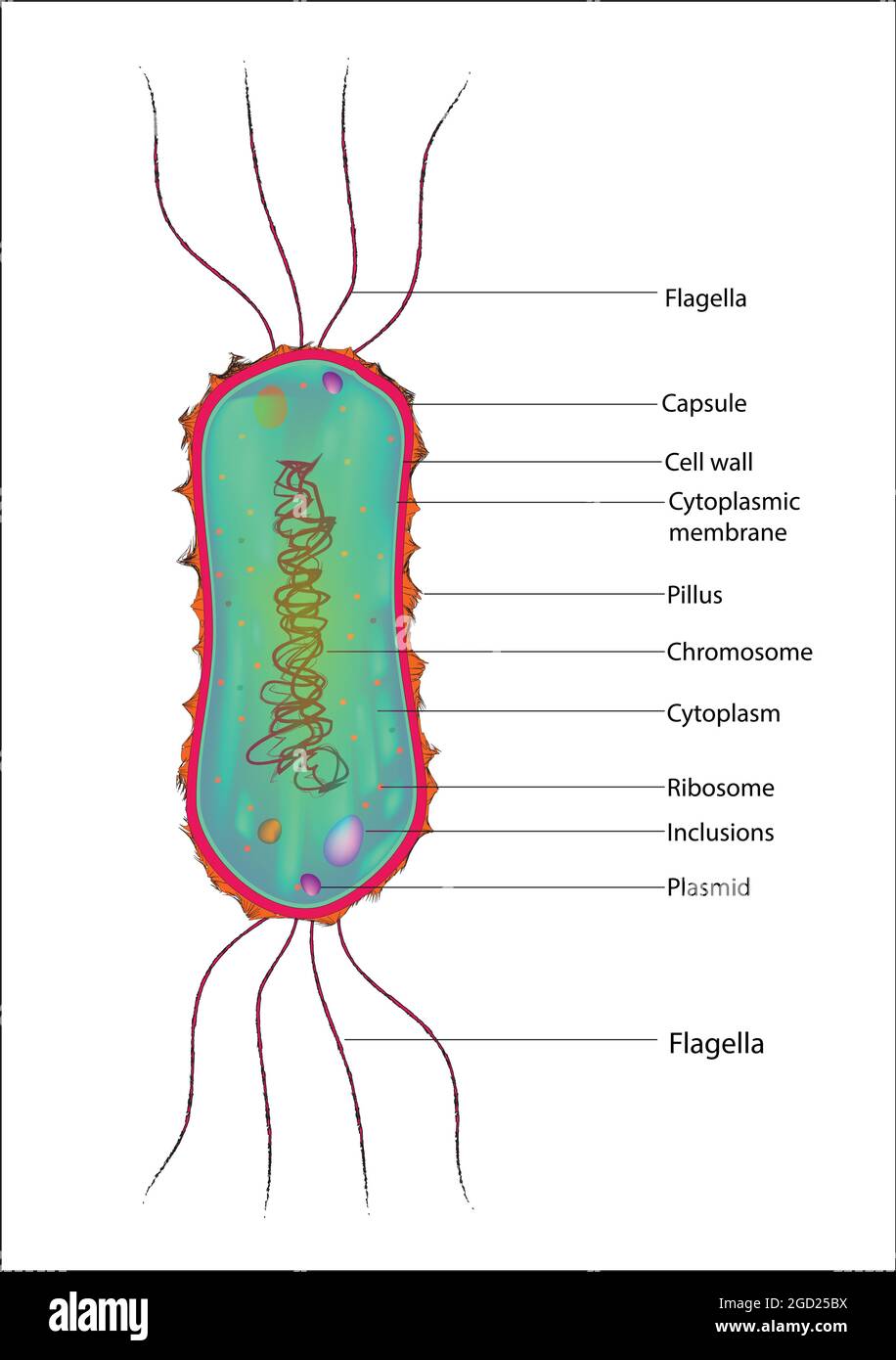 Amphilophotrichous flagella Stock Vector Images - Alamy