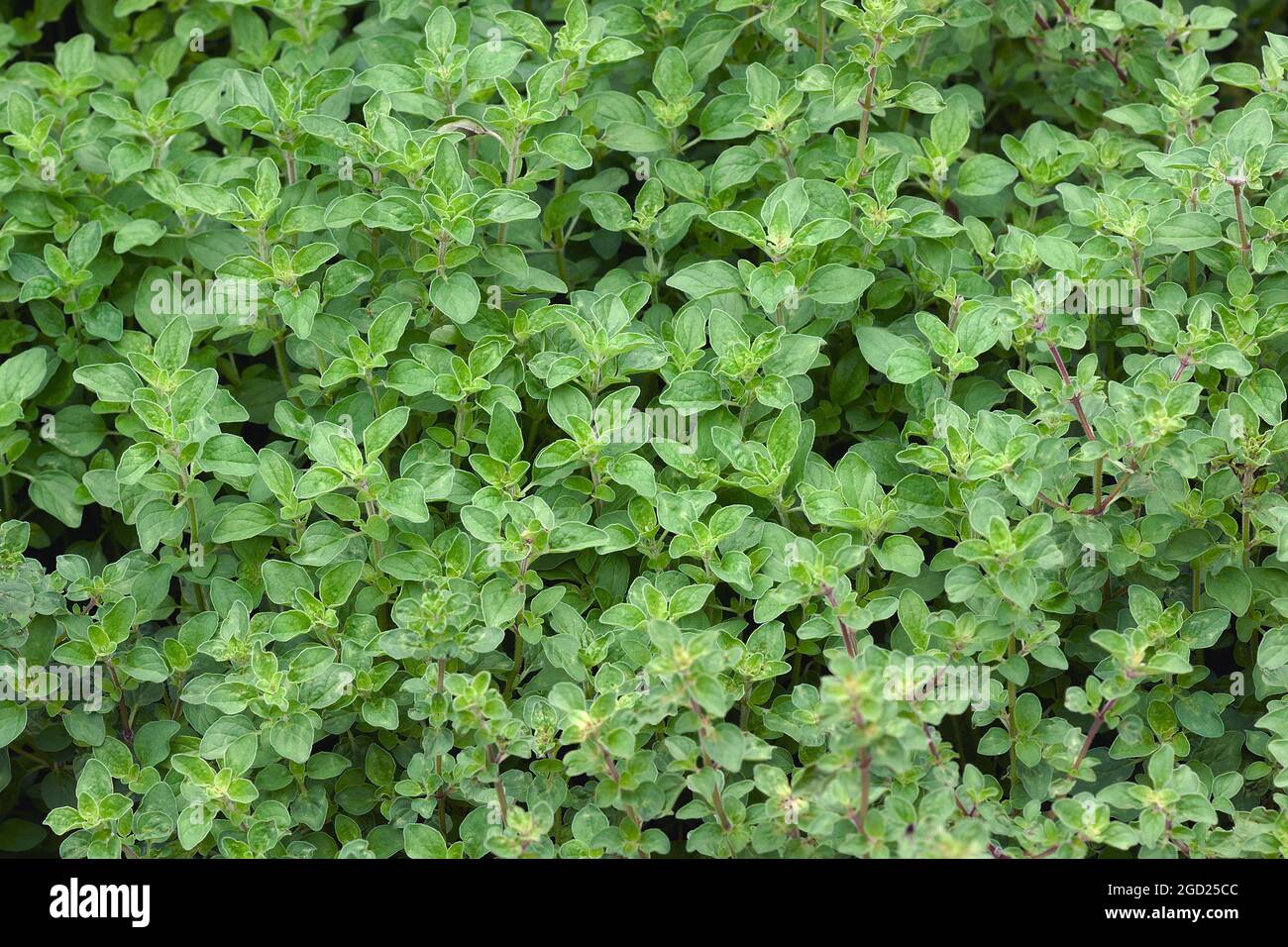 Oregano origanum vulgare lamiaceae hi-res stock photography and images ...
