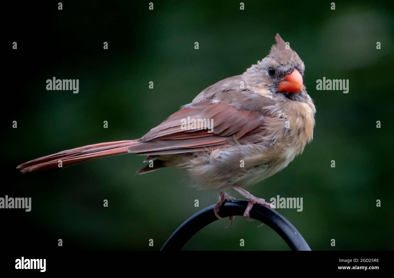 Molting Northern Cardinal on a high perch Stock Photo - Alamy