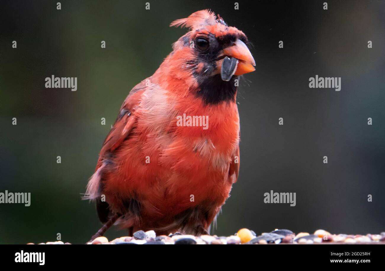 Molting Northern Cardinal on the backyard fence Stock Photo - Alamy