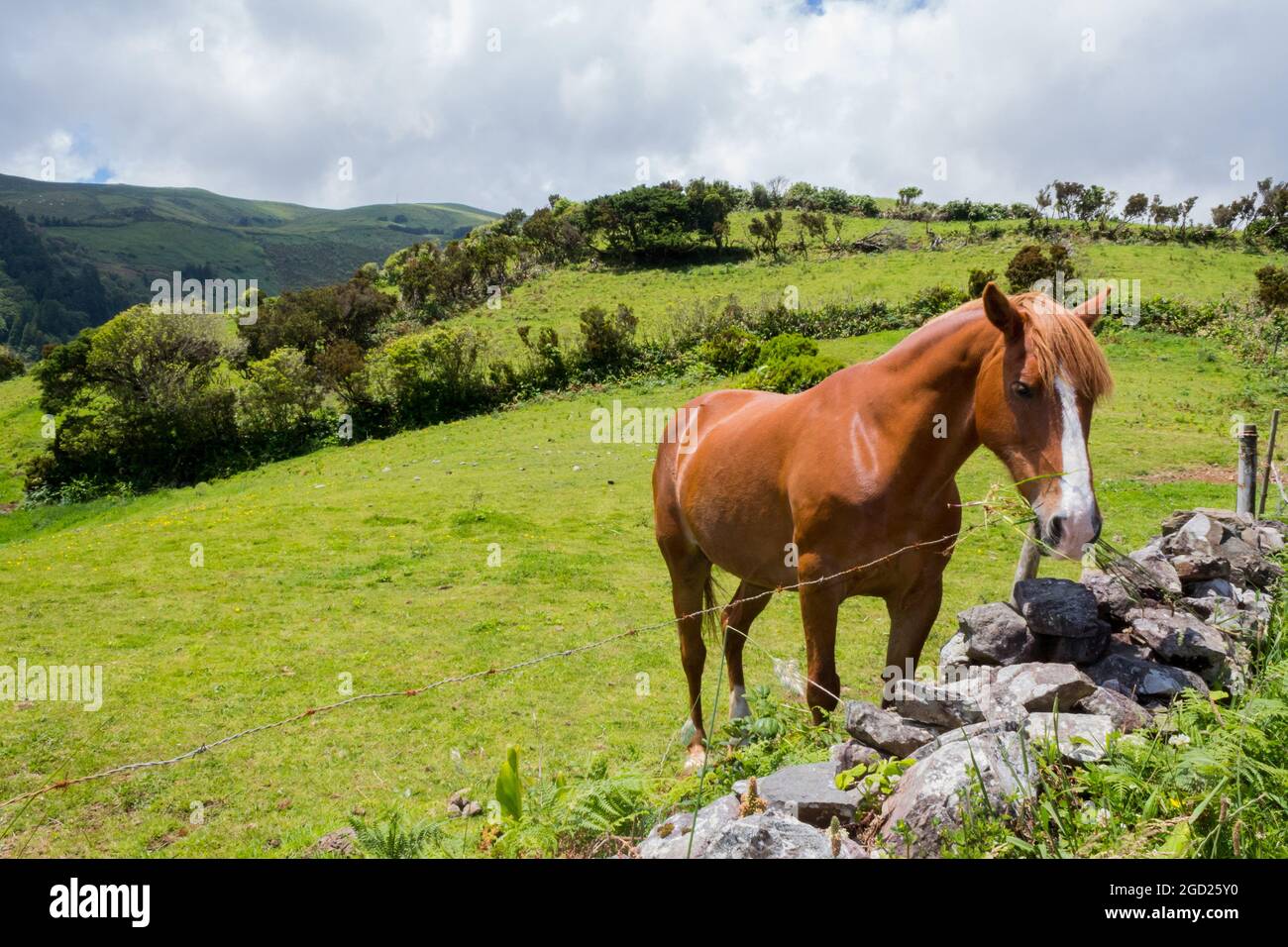 Horse in the fields on island Flores, Azores islands, Portugal Stock ...