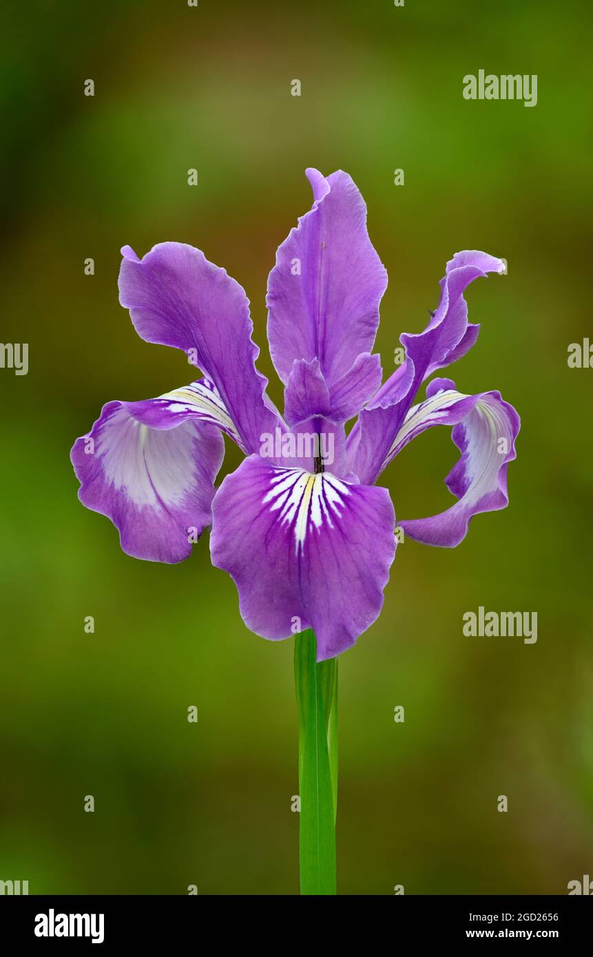 Oregon Iris, AKA Toughleaf Iris (Iris tenax); Ridgeline Trail, Hult ...
