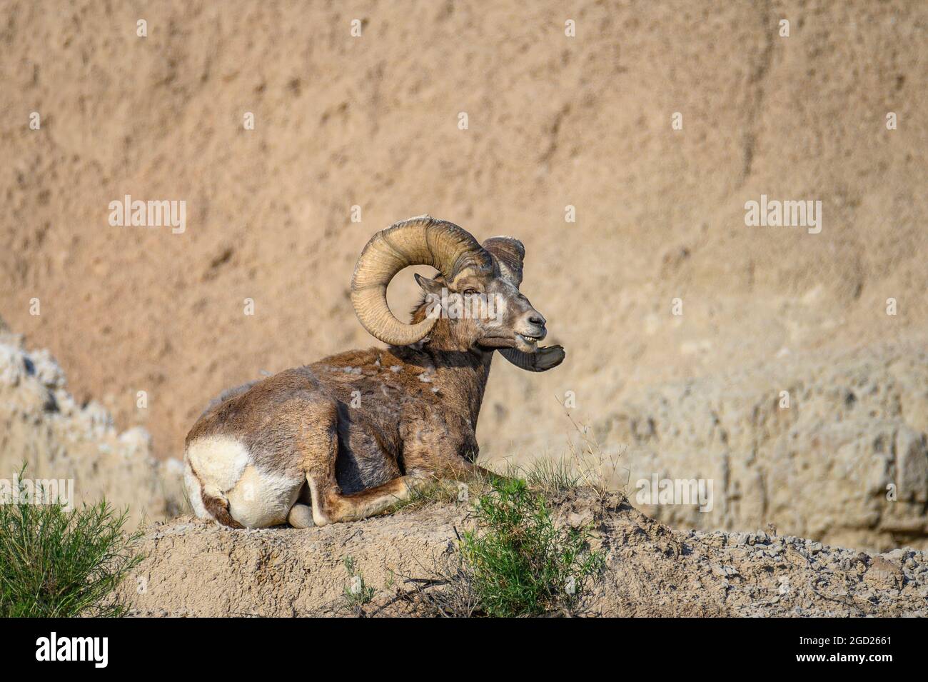Bighorn sheep ram, Norbeck Pass area, Badlands National Park, South ...
