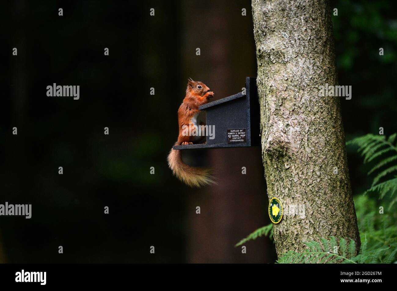 A Red Squirrel, Sciurus vulgarise in woodland at Shap in the Lake ...
