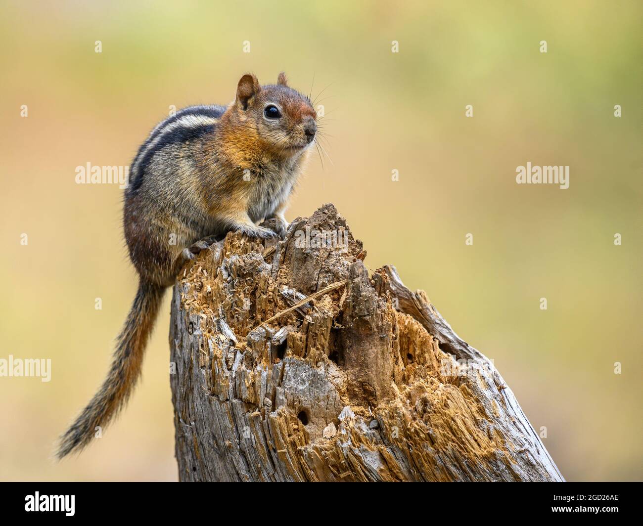 Golden-mantled ground squirrel; Crane Prairie Reservoir, Deschutes ...