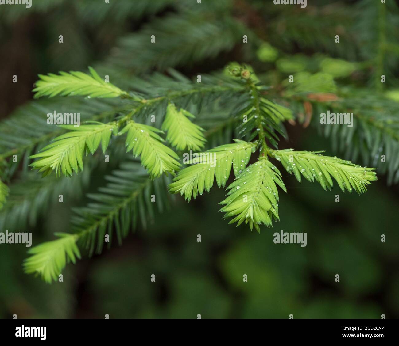 Redwood tree new growth; Prairie Creek Redwoods State Park, California ...