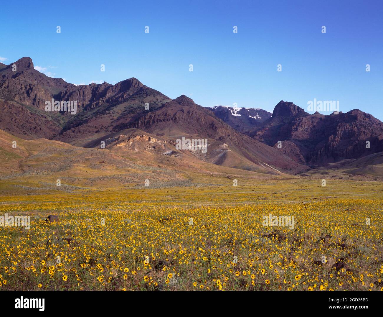 Gv2393 1613b hi-res stock photography and images - Alamy