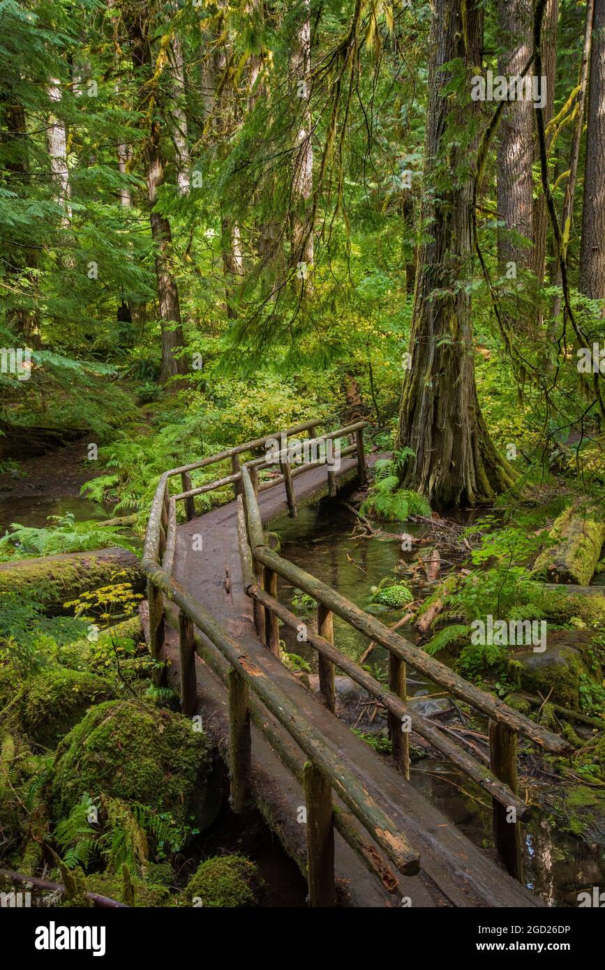 McKenzie River National Recreation Trail, Willamette National Forest ...