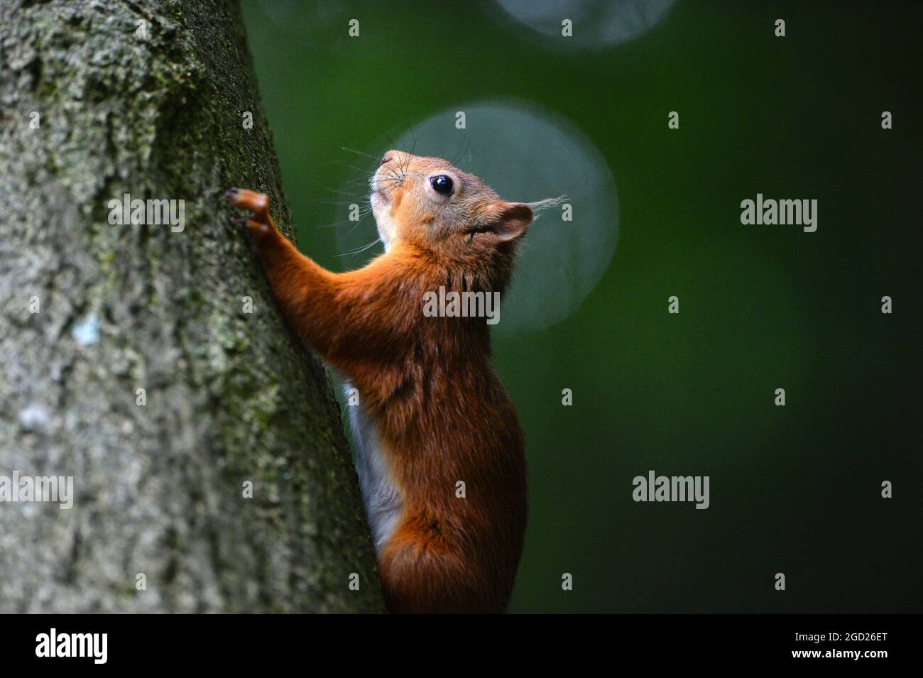 A Red Squirrel, Sciurus vulgarise in woodland at Shap in the Lake ...