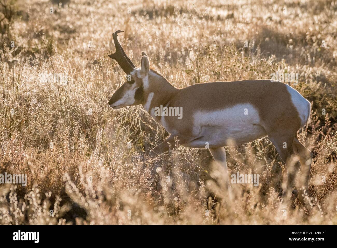 Pronghorn buck in yellowstone hi-res stock photography and images - Alamy