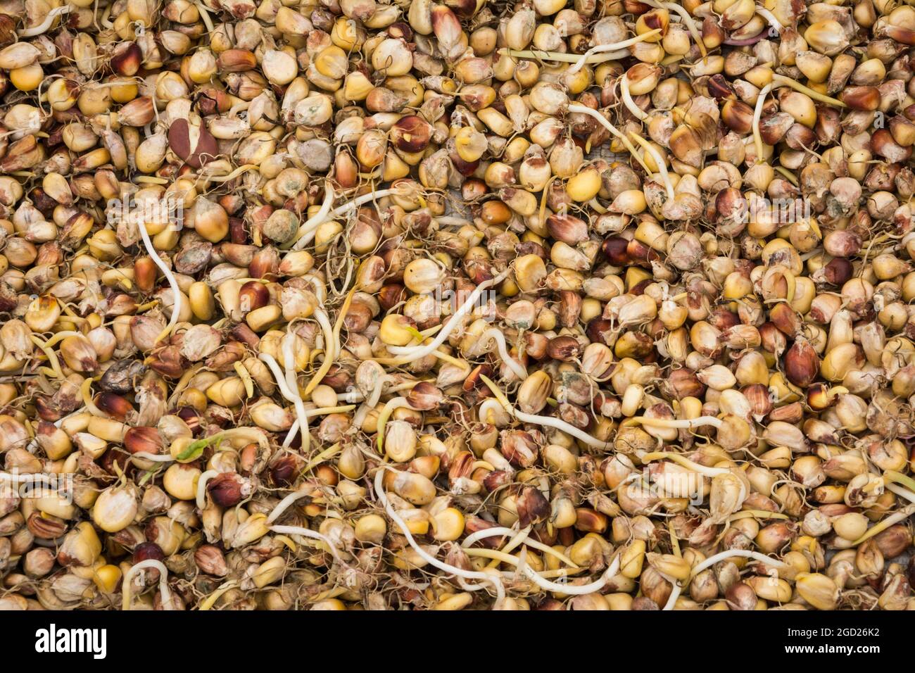 Sprouted corn; El Parador de Moray restaurant, Sacred Valley, Peru ...