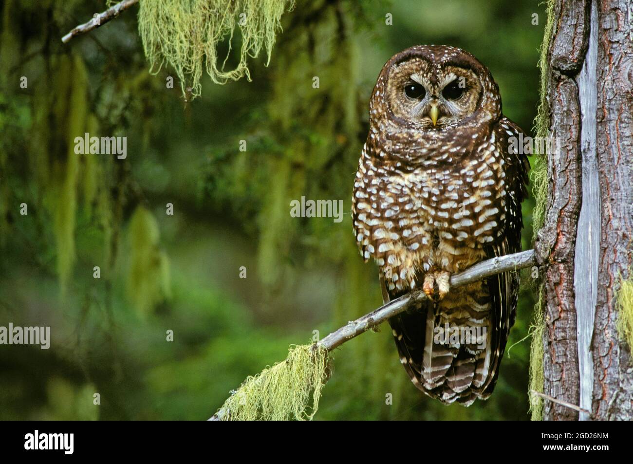Northern Spotted Owl in old-growth forest; Willamette National Forest ...