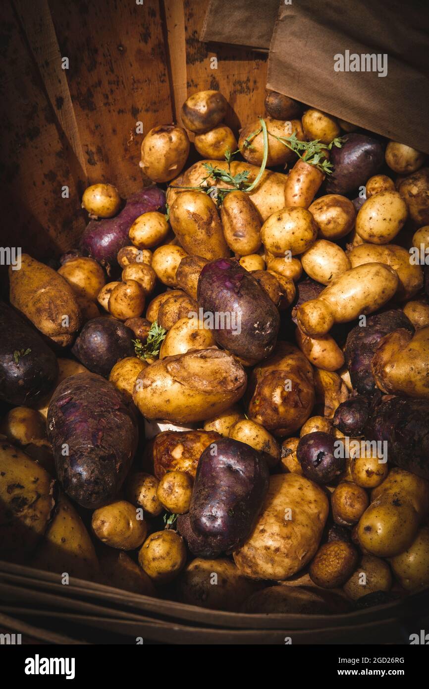 Variety of shapes sizes and colors of organic farmers market potatoes ...