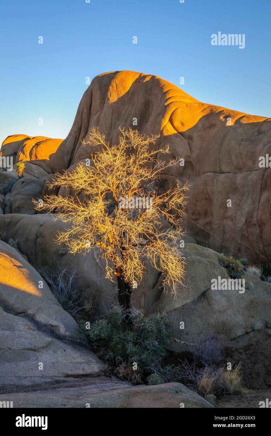 Jumbo Rocks area, Joshua Tree National Park, California Stock Photo - Alamy