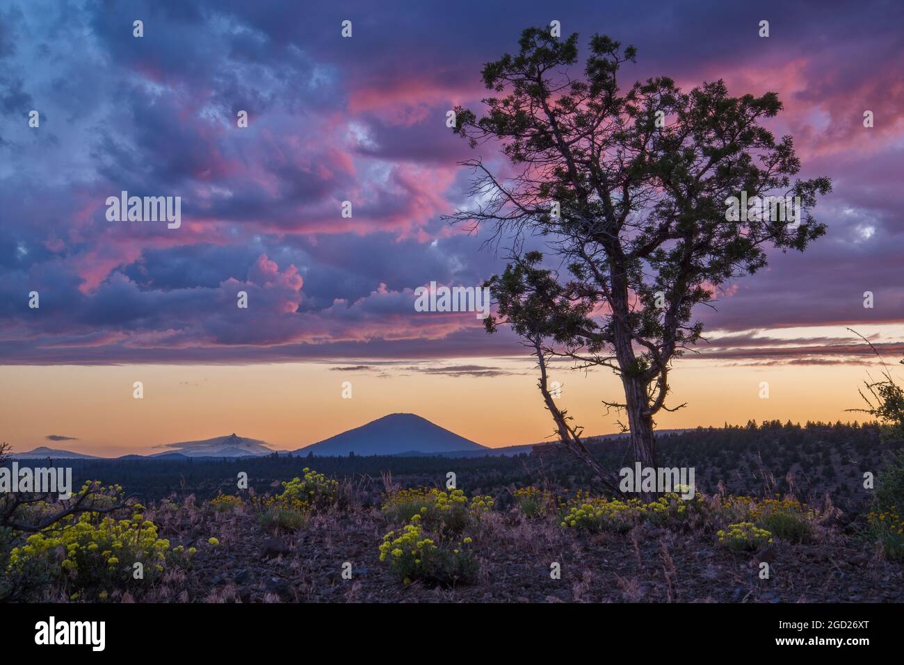 Juniper Tree at sunset; Alder Springs Trail, Crooked River National ...