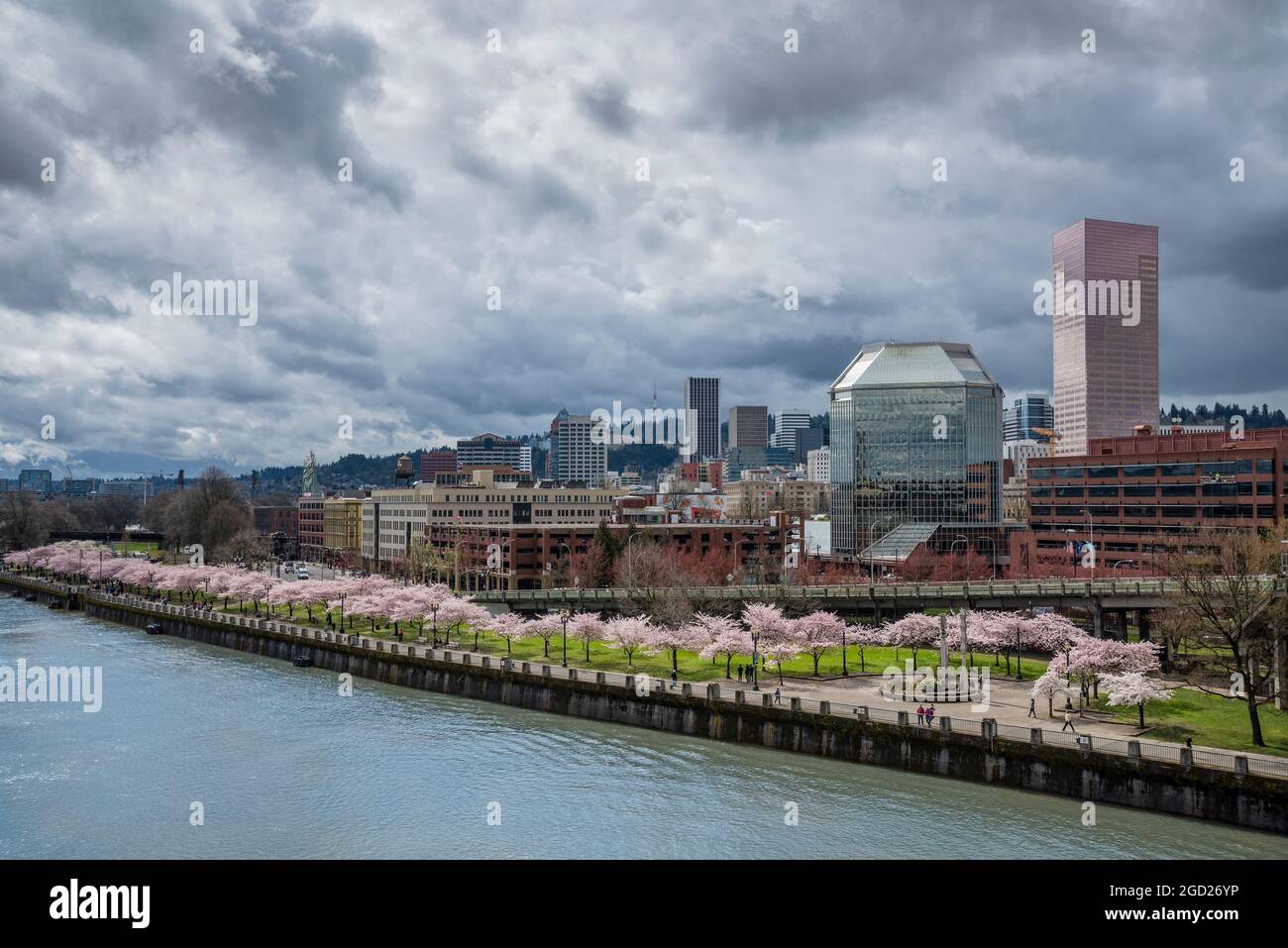 Cherry trees blooming in Waterfront Park, Portland, Oregon Stock Photo ...