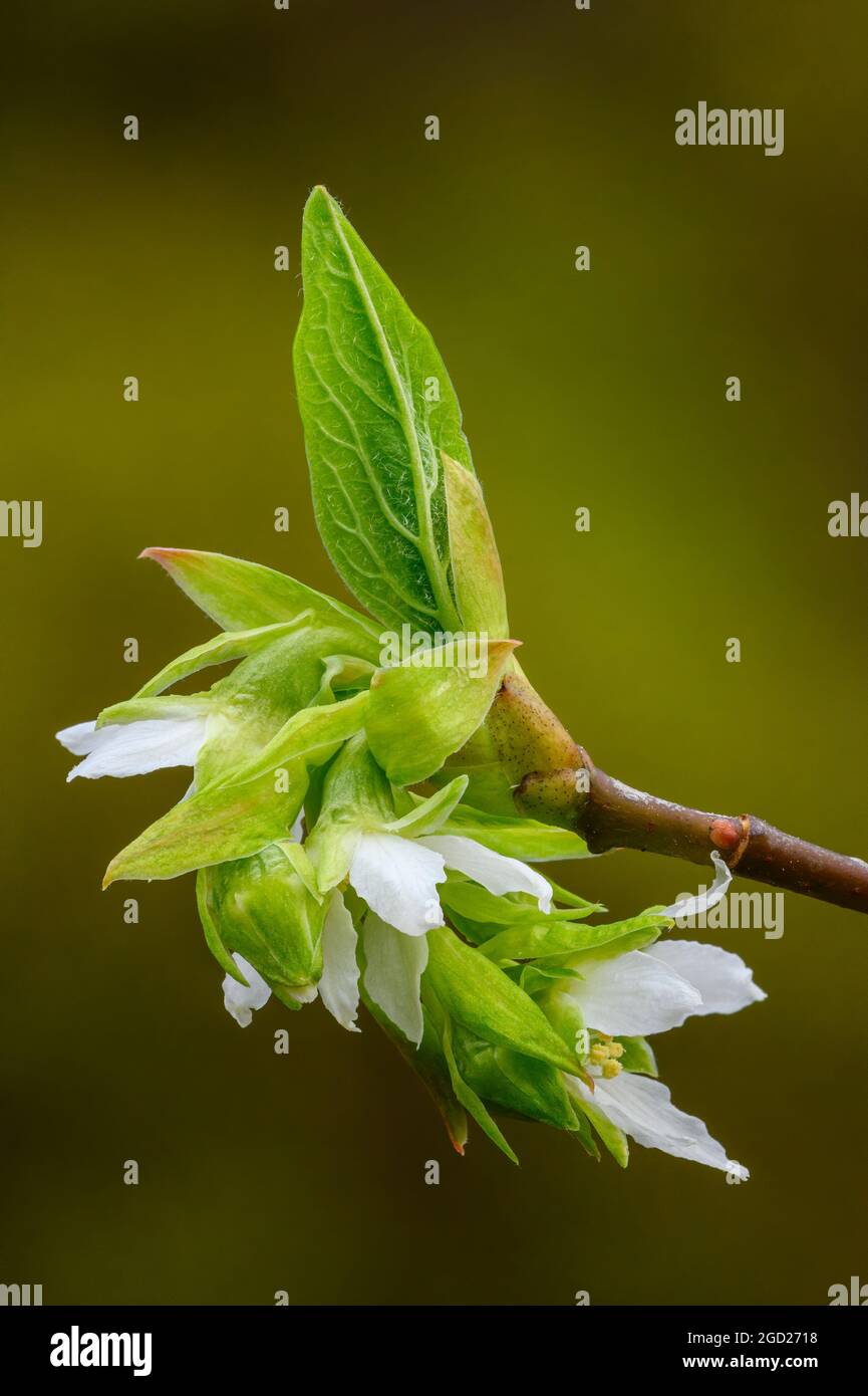 Indian Plum or Osoberry (Oemleria cerasiformis); Mount Pisgah Arboretum ...