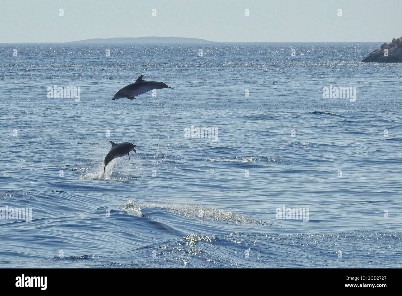 A pod of dolphins in the aegean sea between the Greek islands of Rhodes ...