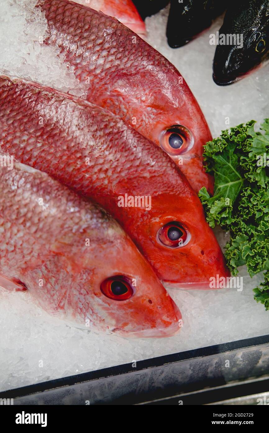 Fresh whole head-on raw unseasoned red snappers for sale at local fish ...