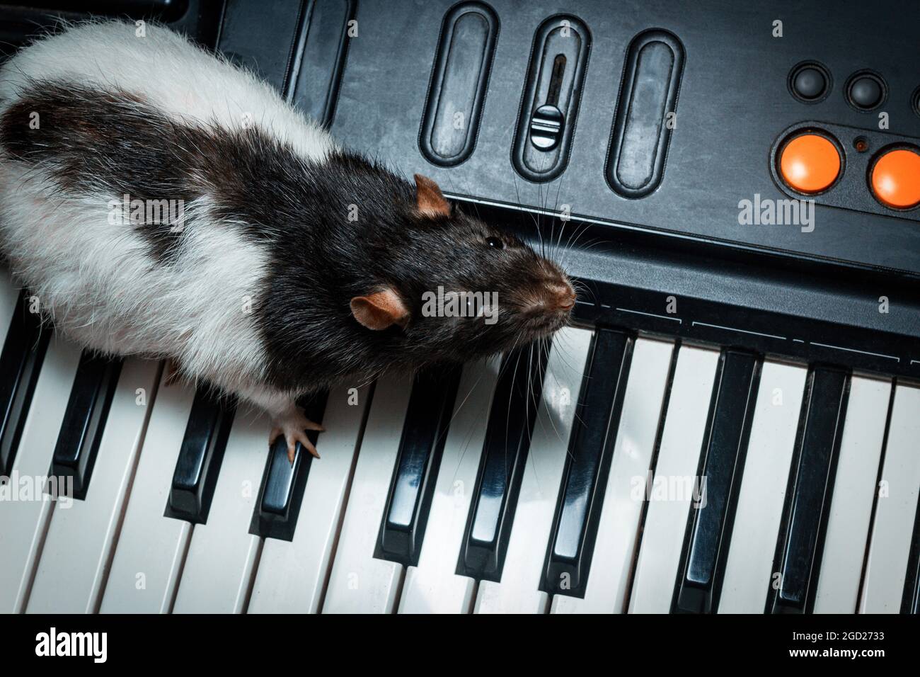 Rodent keyboard hi-res stock photography and images - Alamy