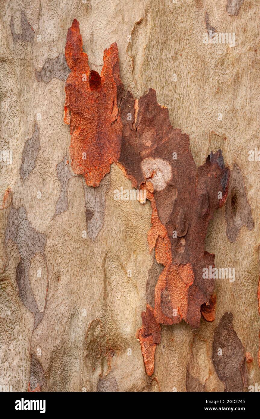 Eucalyptus tree bark, Keaiwa Heiau State Park, Oahu, Hawaii Stock Photo ...