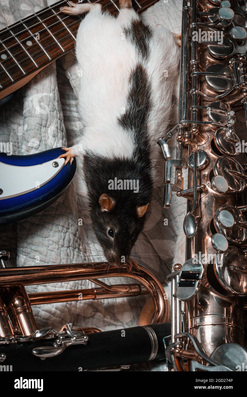 Fancy pet rats playing on classical musical instruments Stock Photo - Alamy
