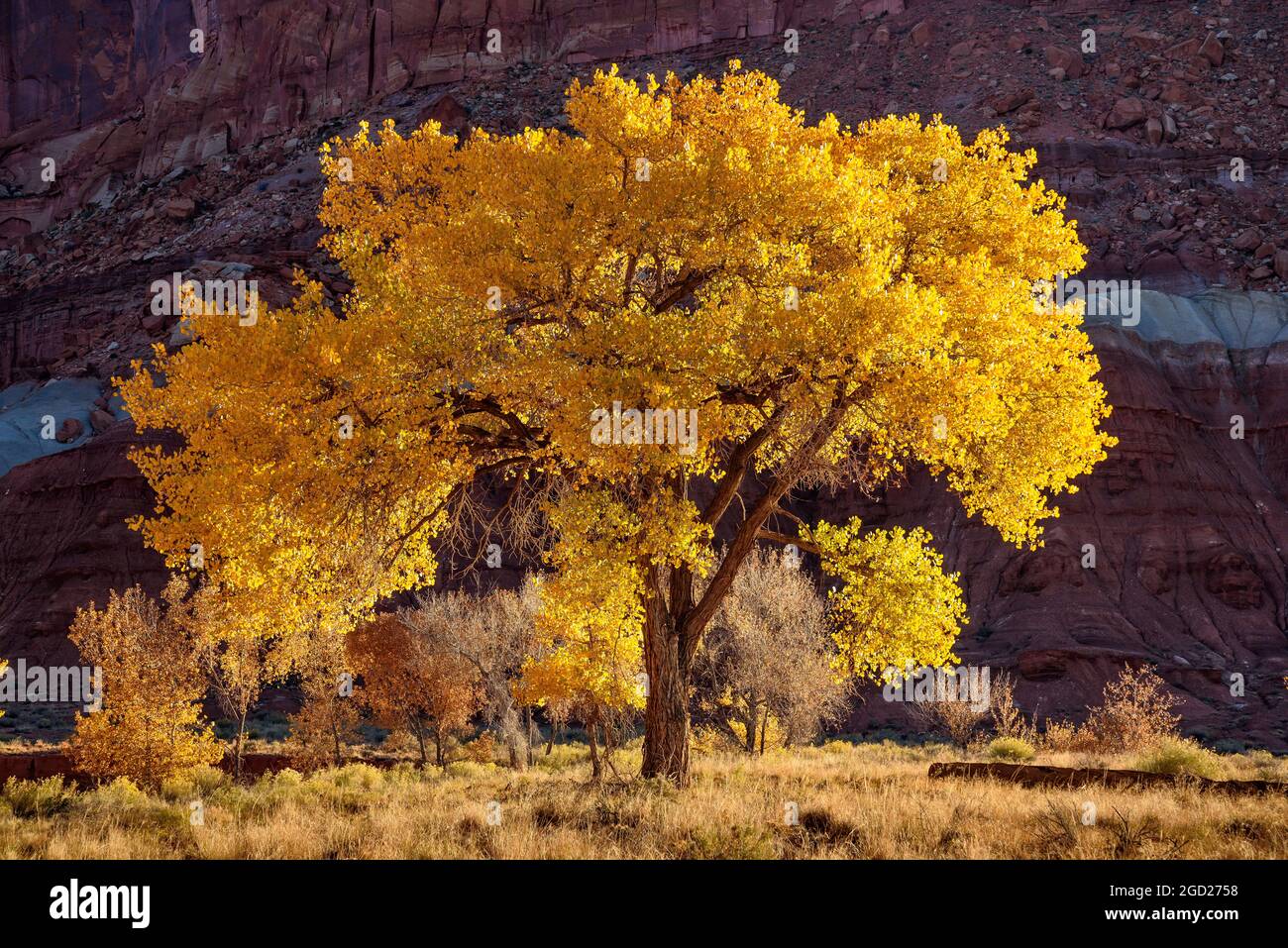 Freemont Cottonwood trees in fall color in the historic Fruita District ...