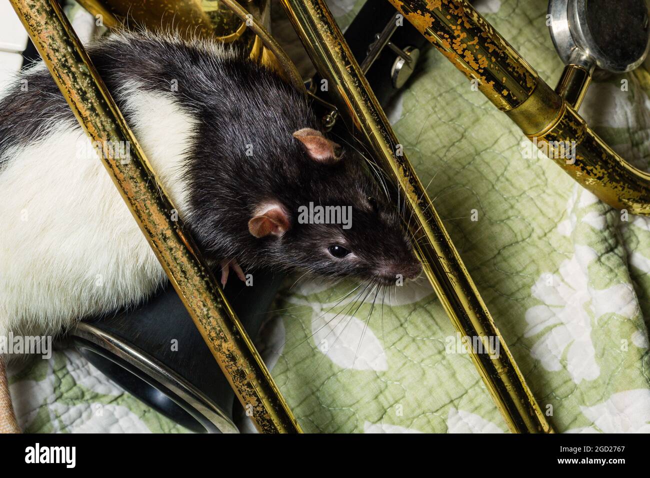 Fancy pet rats playing on classical musical instruments Stock Photo - Alamy