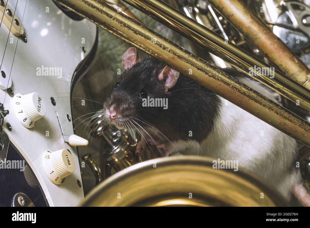Fancy pet rats playing on classical musical instruments Stock Photo - Alamy