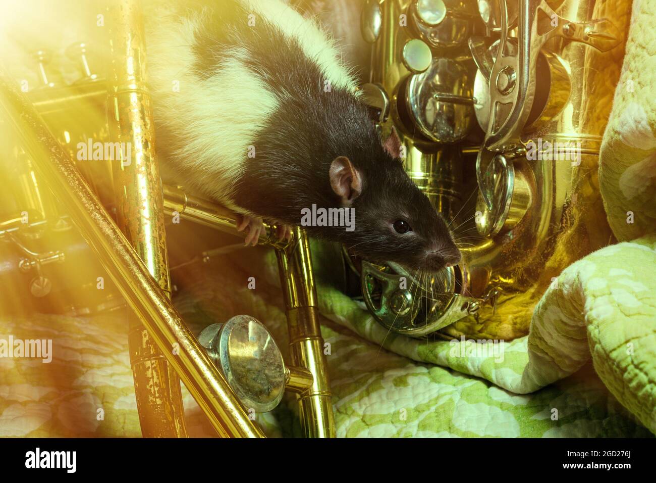 Fancy pet rats playing on classical musical instruments Stock Photo - Alamy
