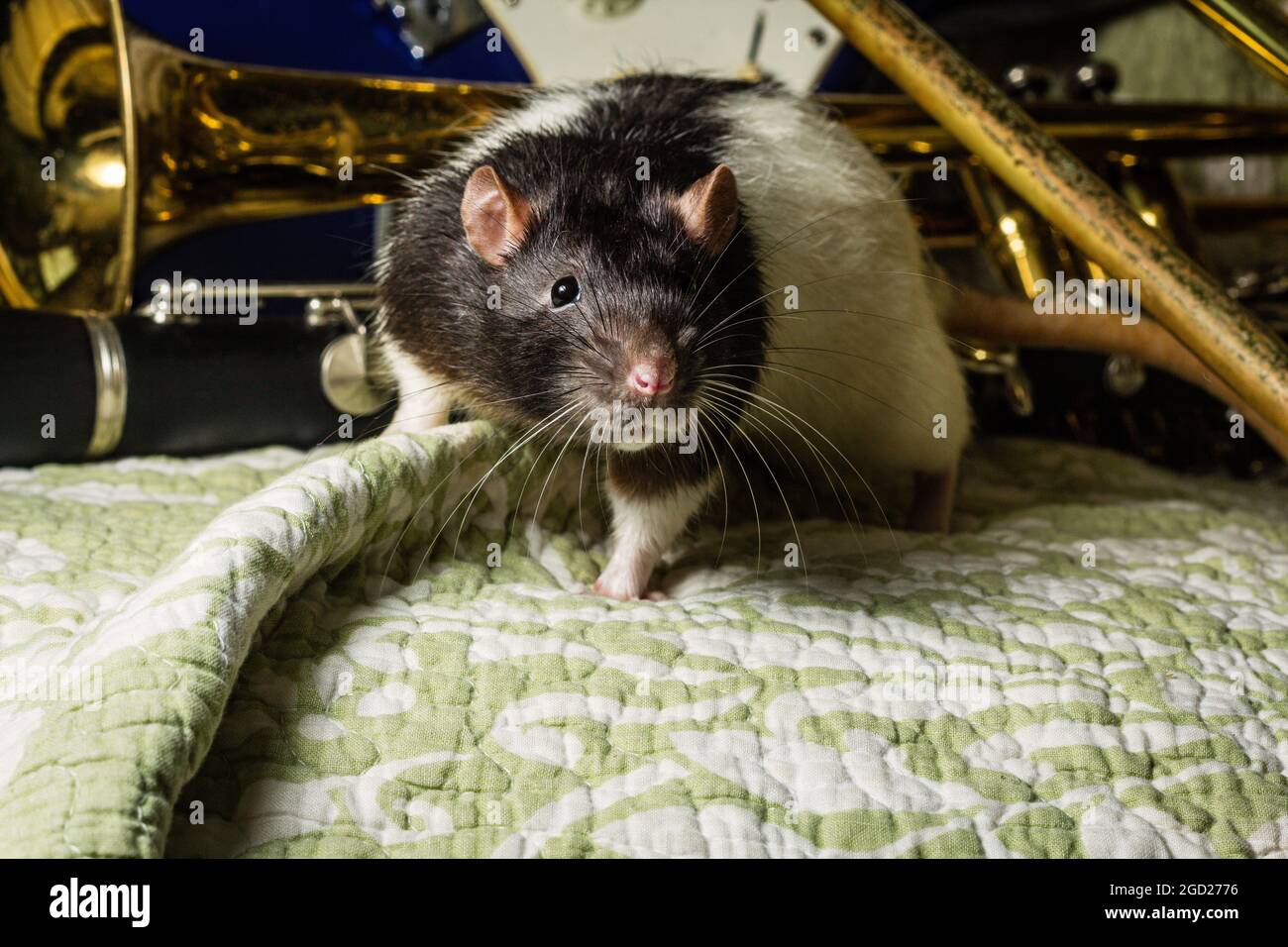 Fancy pet rats playing on classical musical instruments Stock Photo - Alamy