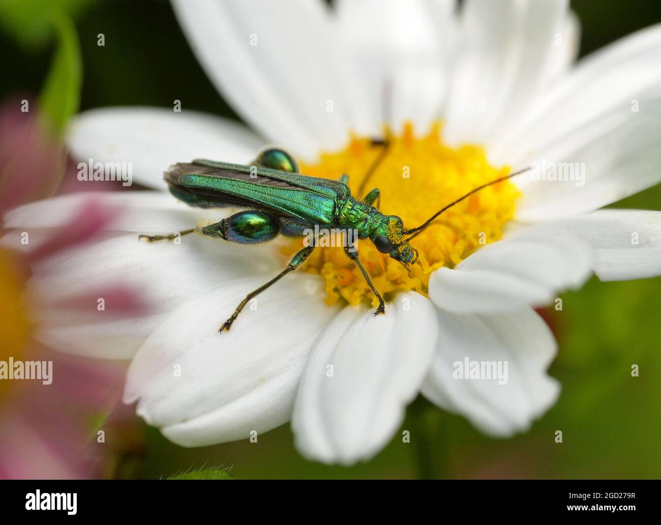 A Thick Legged Flower Beetle on a daisy flower Stock Photo - Alamy