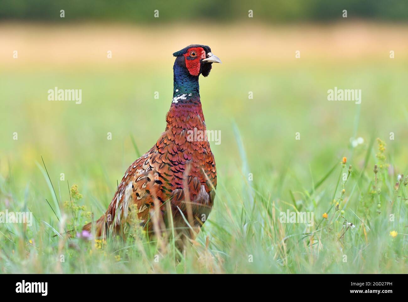 Wild male pheasant (Phasianus Colchicus) standing in grass Stock Photo ...