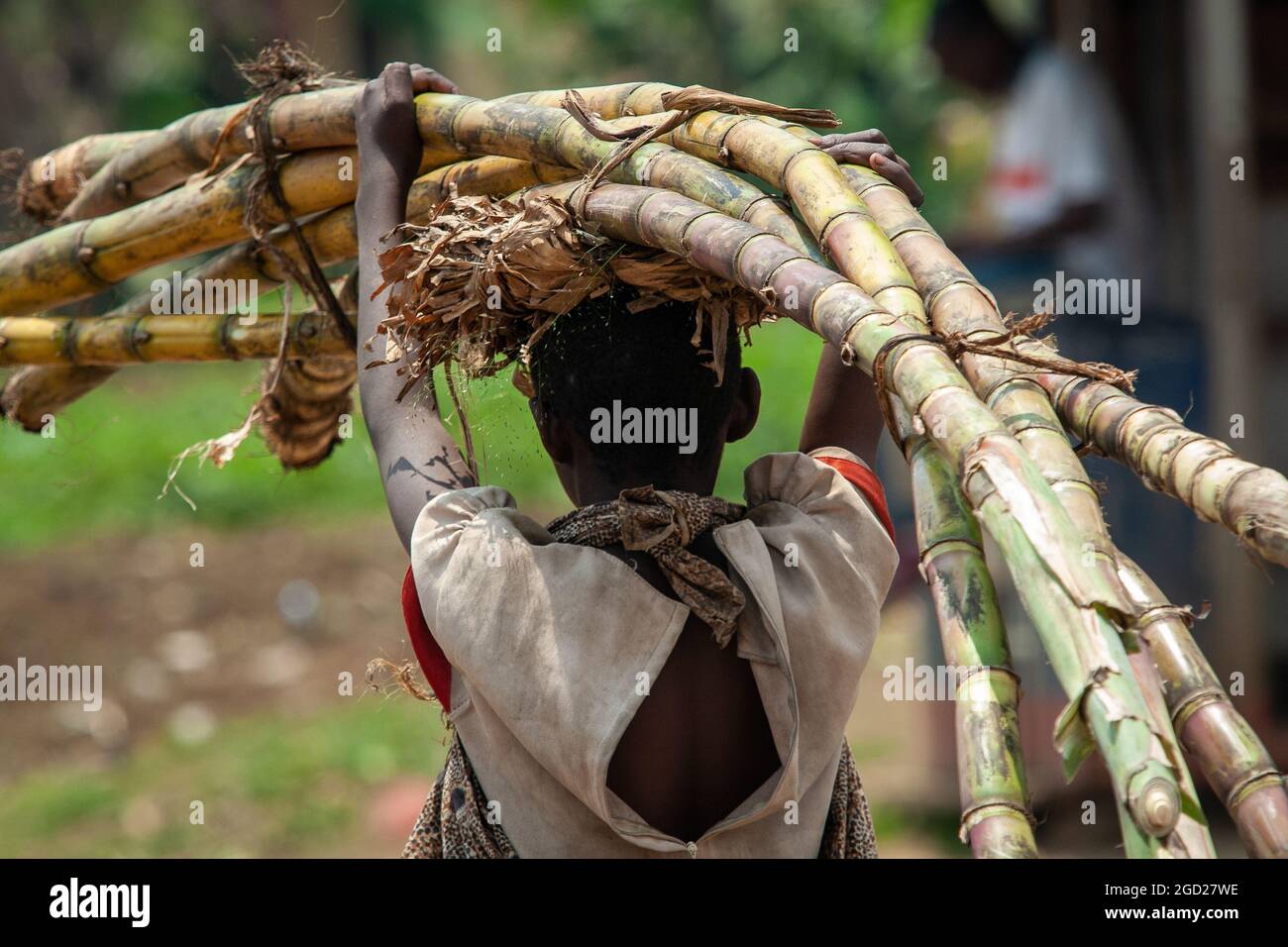 woman carries bamboo wood Congo Stock Photo - Alamy