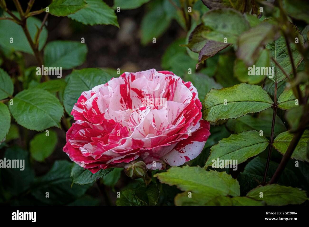 Rosa Scentimental Floribunda Rose growing in a garden Stock Photo - Alamy