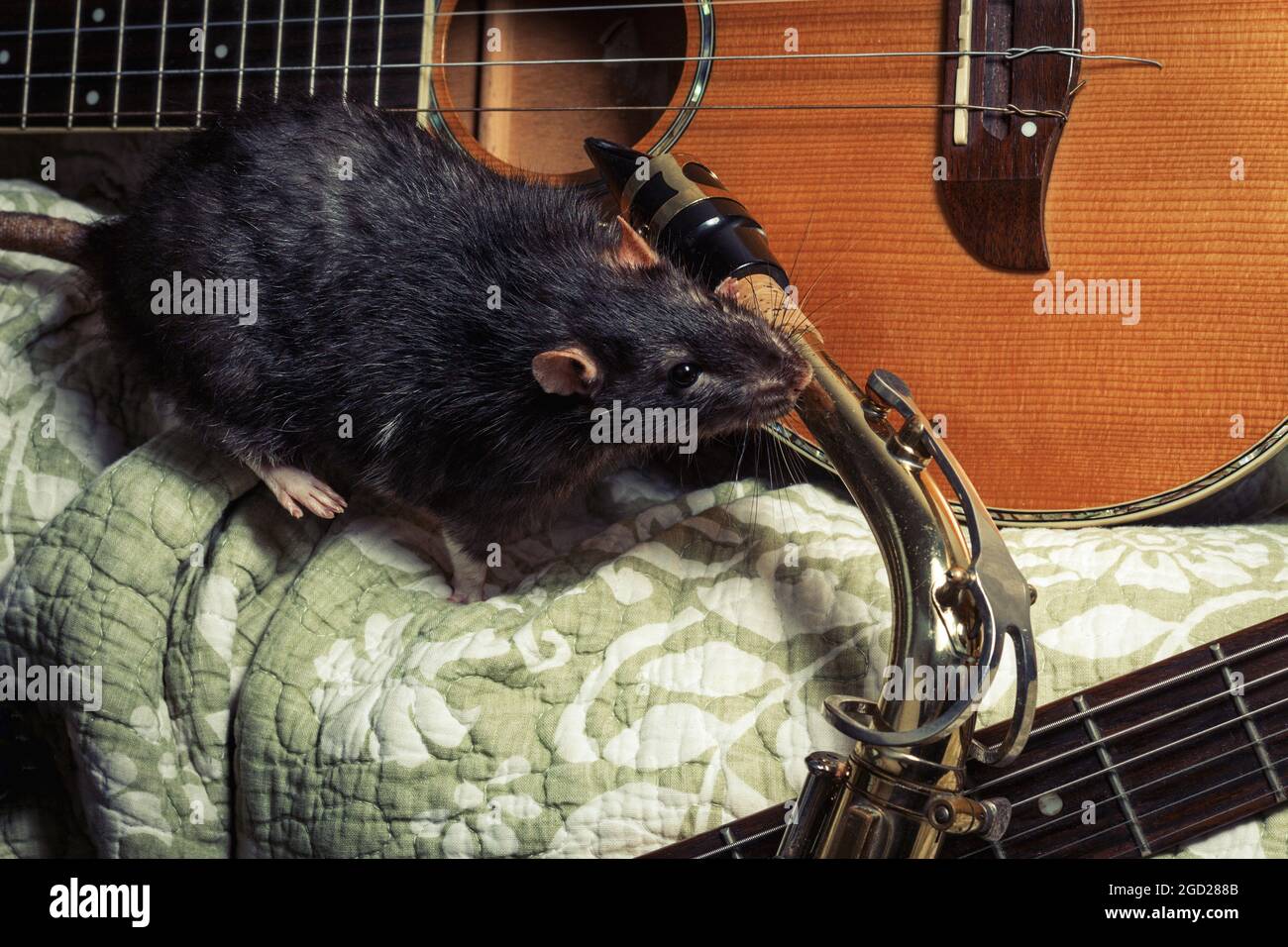 Fancy pet rats playing on classical musical instruments Stock Photo - Alamy