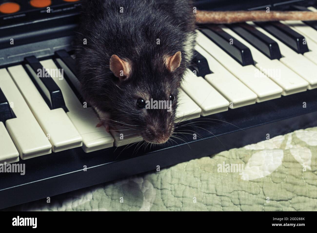 Fancy pet rats playing on classical musical instruments Stock Photo - Alamy