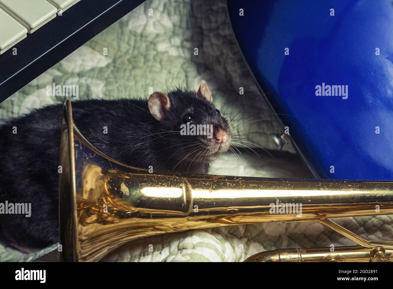 Musical whiskers hi-res stock photography and images - Alamy