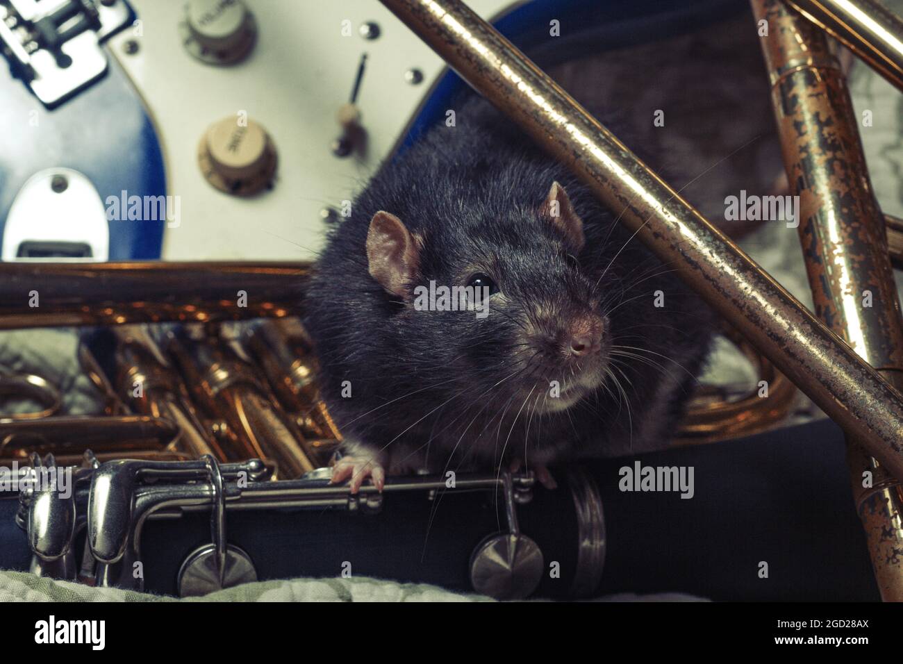 Fancy pet rats playing on classical musical instruments Stock Photo - Alamy