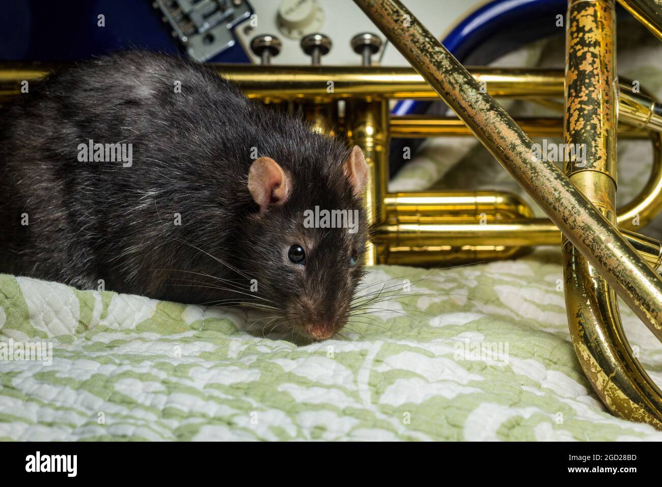 Berkshire Rats High Resolution Stock Photography and Images - Alamy