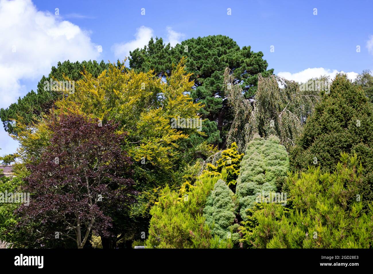 Trees and flowers in Truro, Cornwall,uk Stock Photo - Alamy