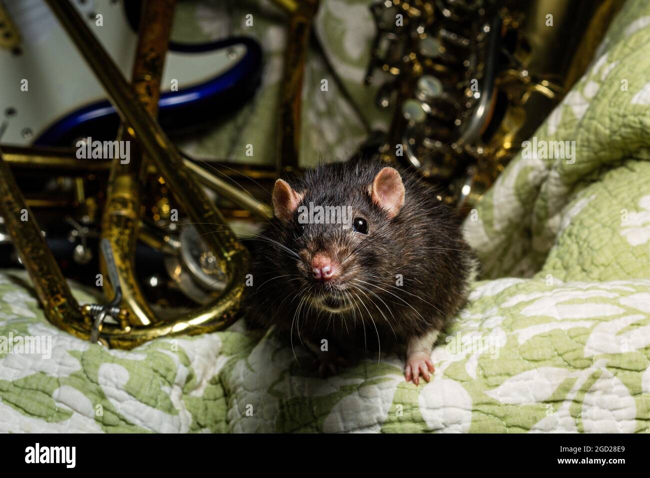 Fancy pet rats playing on classical musical instruments Stock Photo - Alamy